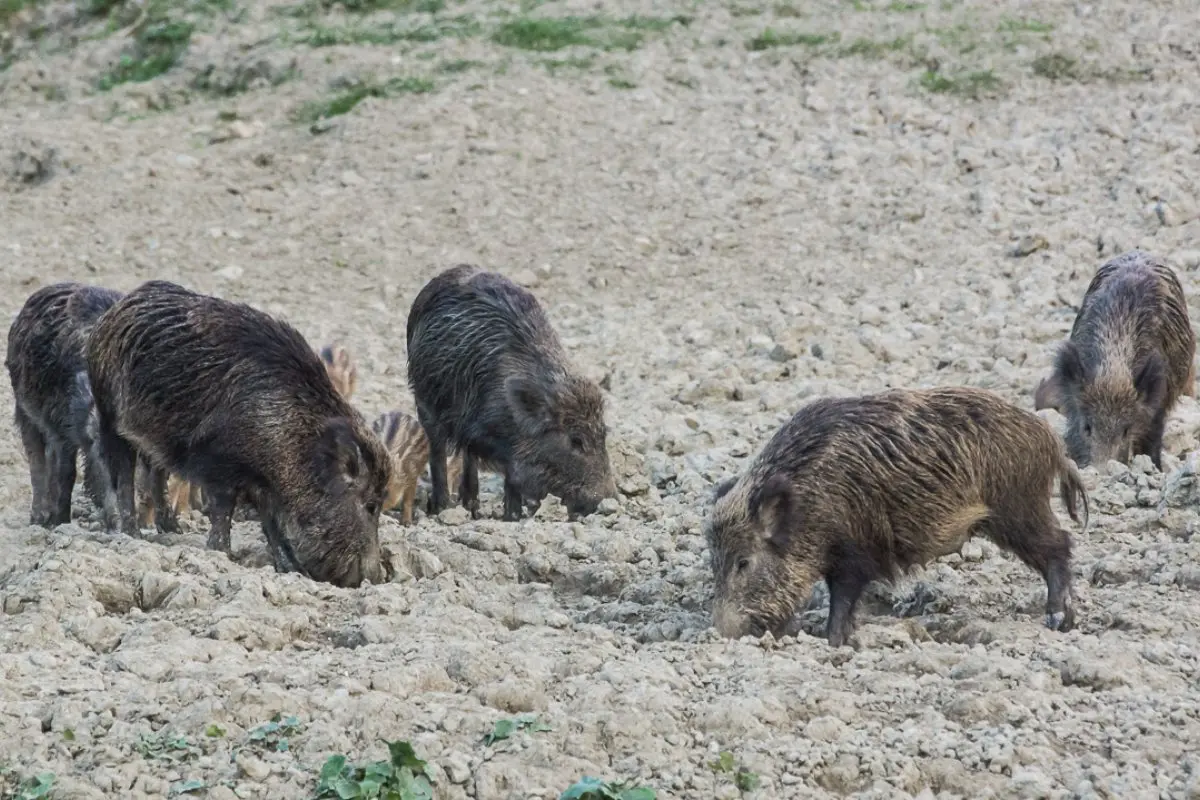 Danni fauna selvatica e avversità atmosferiche, bando da 22 milioni